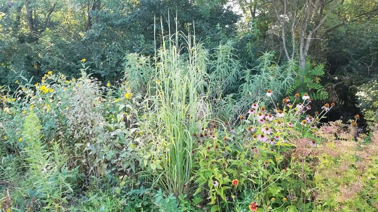 Big Bluestem – A Big Grass With Big Benefits – GrowIt BuildIT