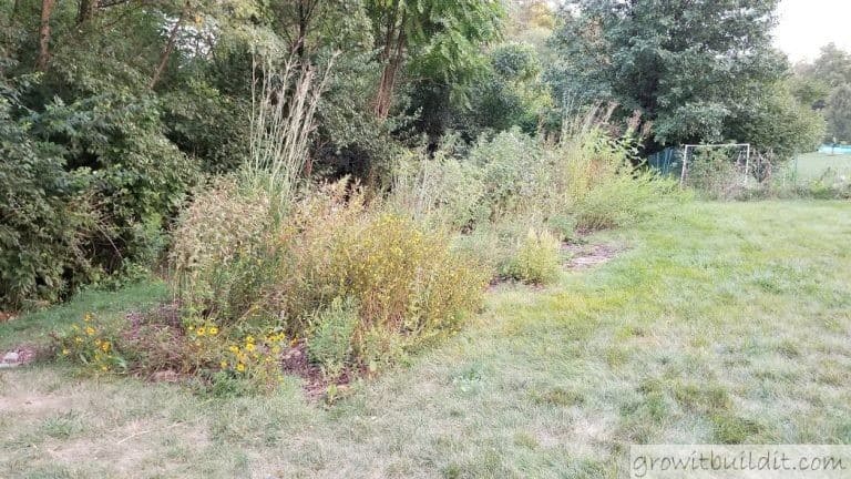 Big Bluestem – A Big Grass With Big Benefits – GrowIt BuildIT