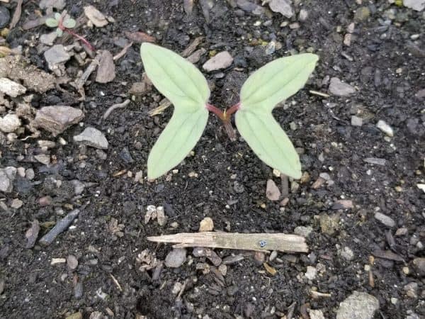 Cardinal Climber – THE Hummingbird Magnet – GrowIt BuildIT