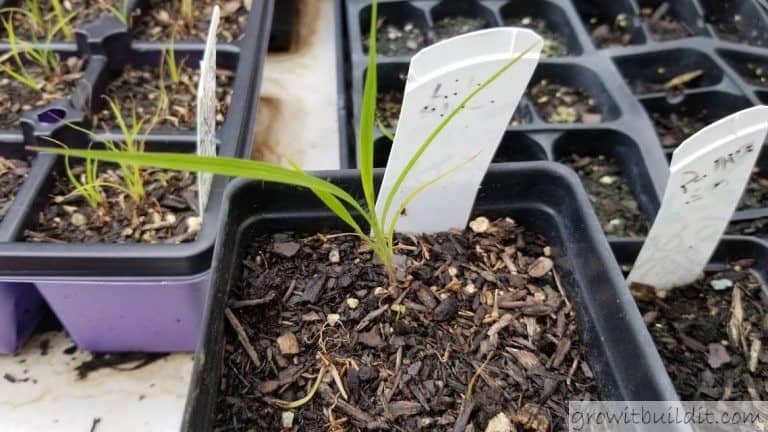 Big Bluestem – A Big Grass With Big Benefits – GrowIt BuildIT