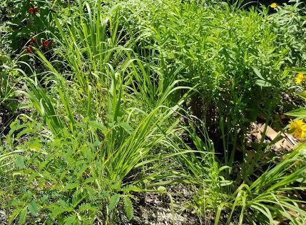 Purpletop Grass (Tridens Flavus)- Facts, Grow & Care – GrowIt BuildIT