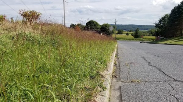 A beginner's guide to the native grass known as Purple Top | GrowIt BuildIT