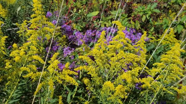 Goldenrod – Facts, Identification, Grow & Care – GrowIt BuildIT