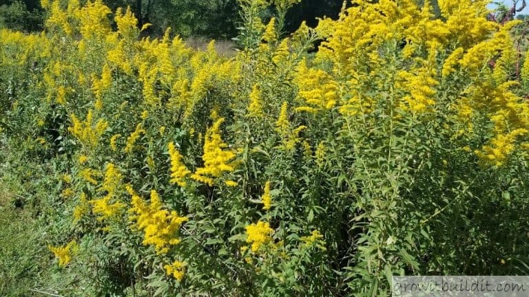 Goldenrod – Facts, Identification, Grow & Care – GrowIt BuildIT