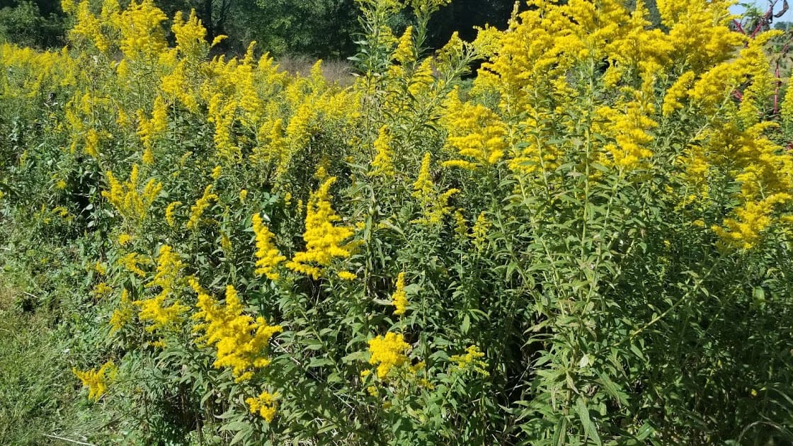 Goldenrod – Facts, Identification, Grow & Care – GrowIt BuildIT