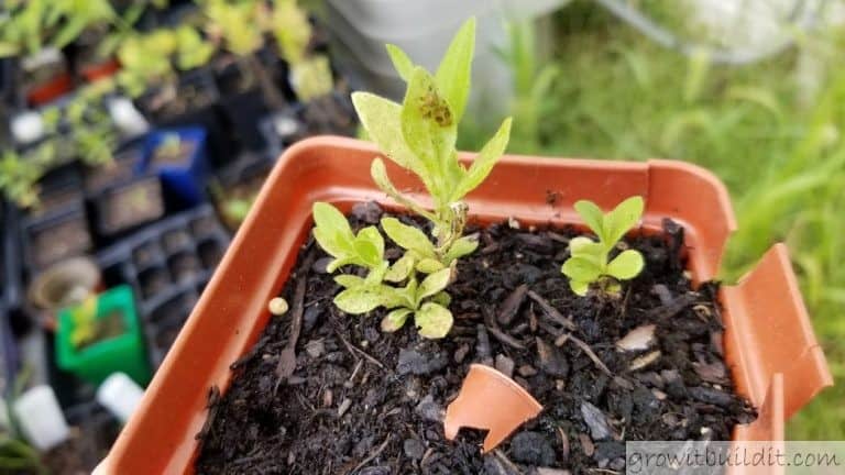 A Beginners Guide To New England Aster – GrowIt BuildIT