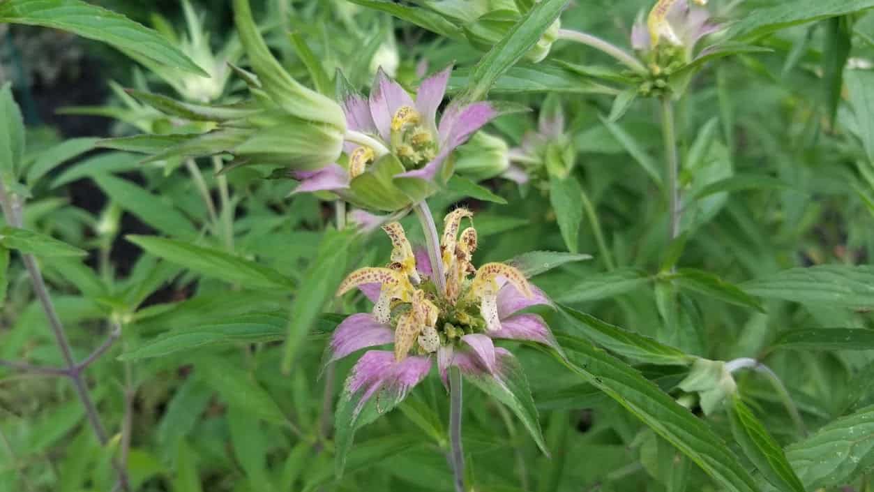 Complete Guide to Spotted Bee Balm, Monarda Punctata – GrowIt BuildIT
