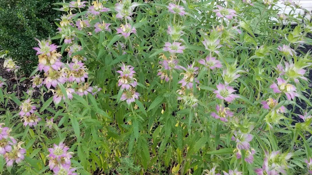 Bee Balm Plant – A Beginners Guide – GrowIt BuildIT