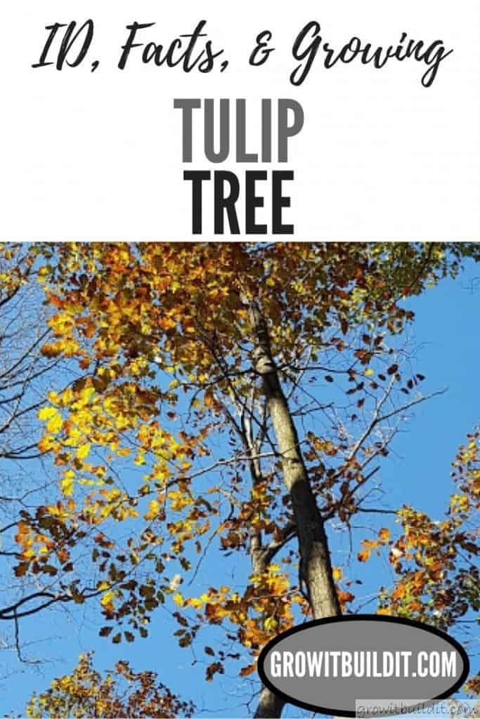 The Tulip Tree – ID, Facts and Growing Guide – GrowIt BuildIT