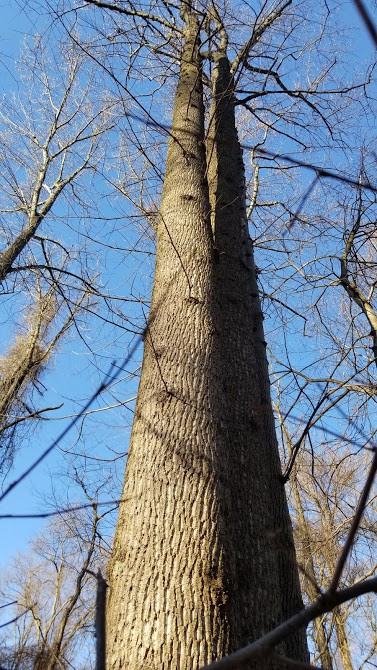 The Tulip Tree – ID, Facts and Growing Guide – GrowIt BuildIT