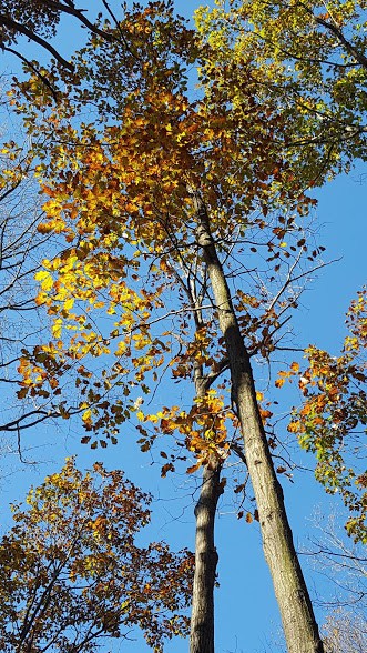 The Tulip Tree – ID, Facts and Growing Guide – GrowIt BuildIT