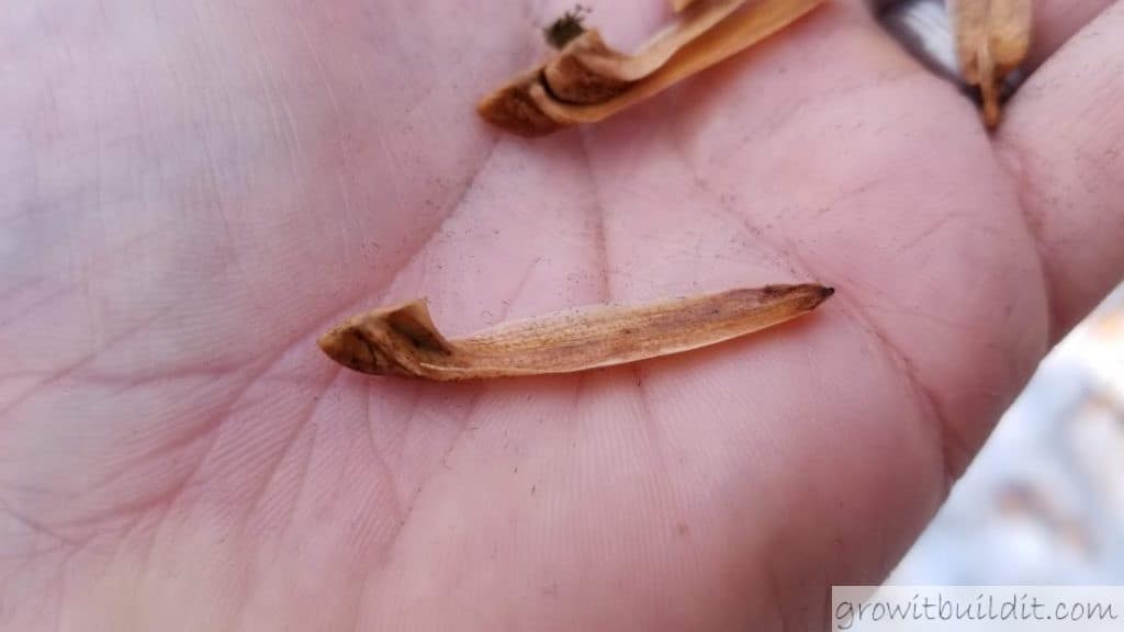The Tulip Tree – ID, Facts and Growing Guide – GrowIt BuildIT
