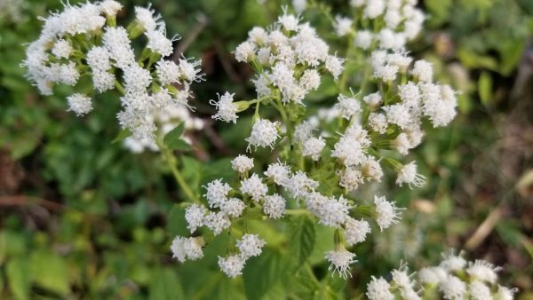 A Complete Guide To White Snakeroot – What You Need To Know! – GrowIt ...