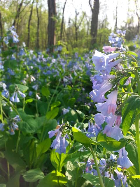 Virginia Bluebells -A Complete Guide To Mertensia Virginica – GrowIt ...