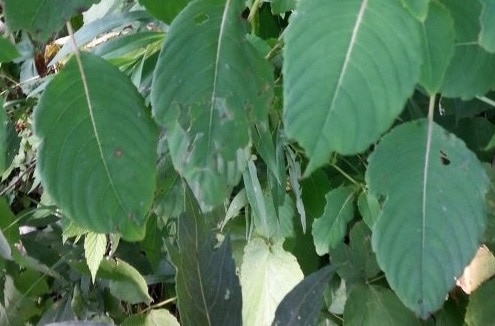 Yellow Jewelweed – Impatiens Pallida – GrowIt BuildIT