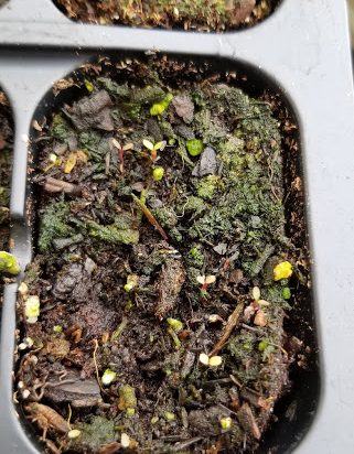 How to grow Black-Eyed Susans (Rudbeckia) from seed – GrowIt BuildIT