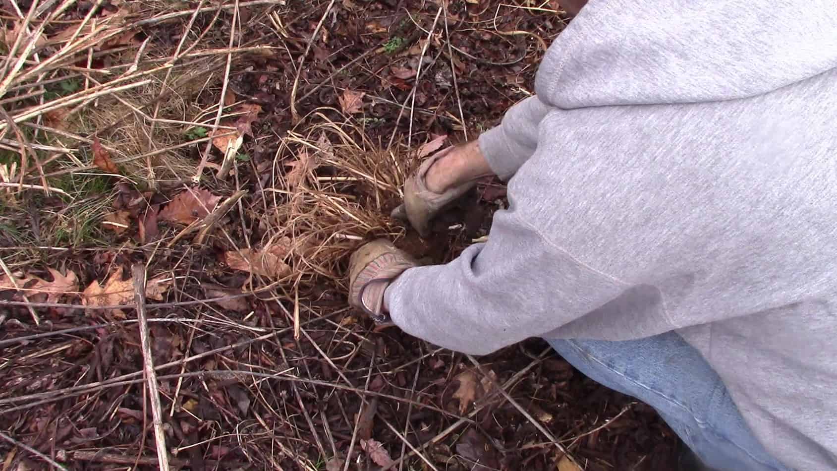 How to divide Ornamental Grass – GrowIt BuildIT