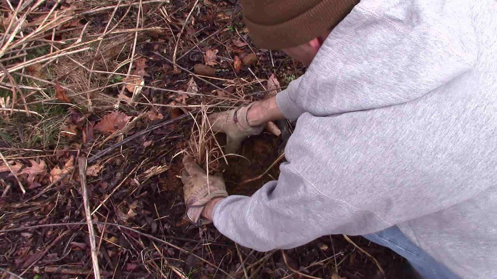 How to divide Ornamental Grass – GrowIt BuildIT