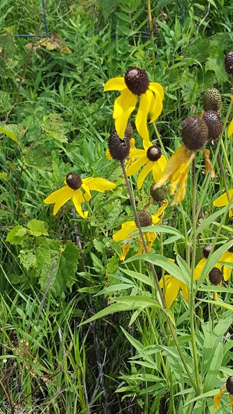 Grayhead Coneflower 101 – Complete Guide to Ratibida pinnata – GrowIt ...