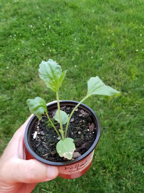 Grayhead Coneflower 101 – Complete Guide to Ratibida pinnata – GrowIt ...