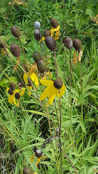Grayhead Coneflower 101 – Complete Guide to Ratibida pinnata – GrowIt ...