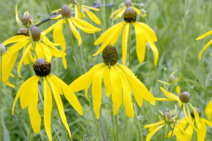 Grayhead Coneflower 101 – Complete Guide to Ratibida pinnata – GrowIt ...