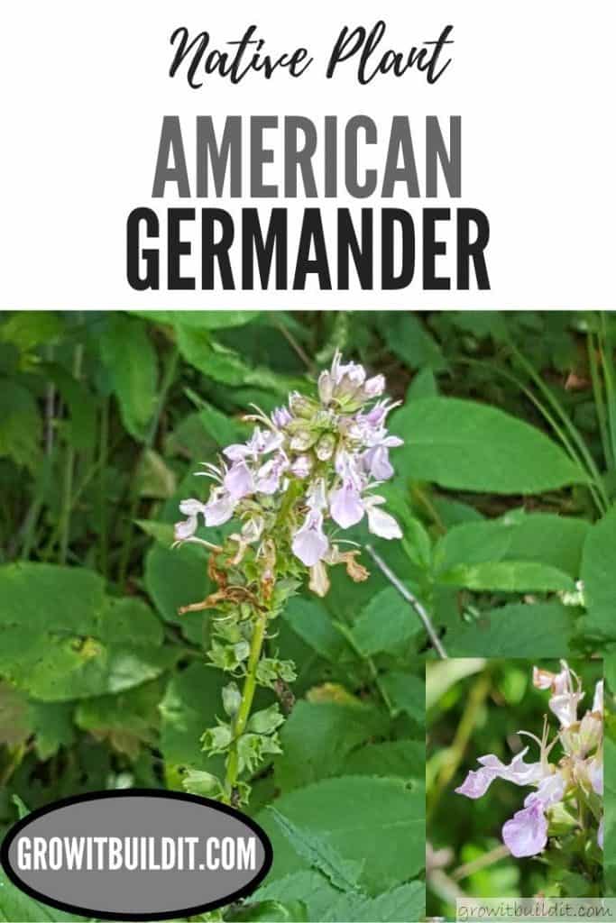 American Germander – Teucrium canadense wildflower – GrowIt BuildIT