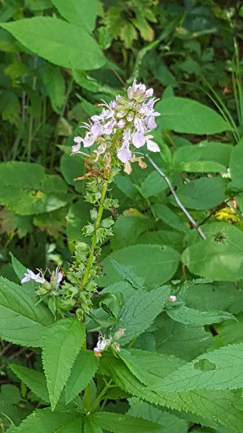 American Germander – Teucrium canadense wildflower – GrowIt BuildIT