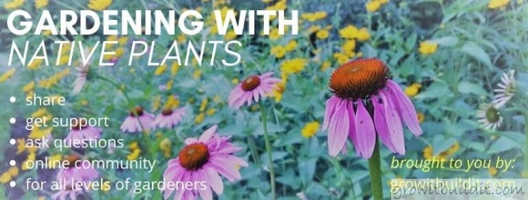 How To Make Micro Prairie – GrowIt BuildIT