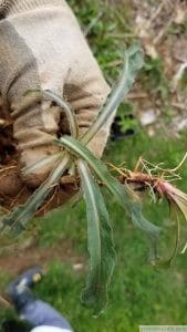 Goldenrod – Facts, Identification, Grow & Care – GrowIt BuildIT