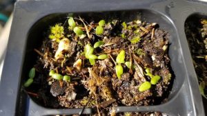 New York Ironweed – A Wonderful Native Wildflower – GrowIt BuildIT