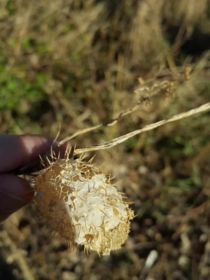 Wild Cucumber Vine – Facts, Info, Control, Growing – GrowIt BuildIT