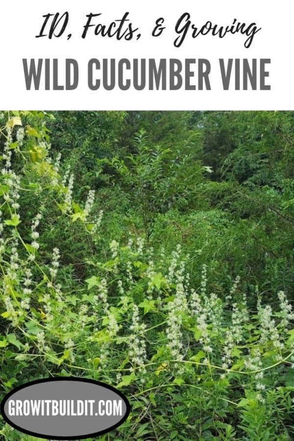 Wild Cucumber Vine – Facts, Info, Control, Growing – GrowIt BuildIT