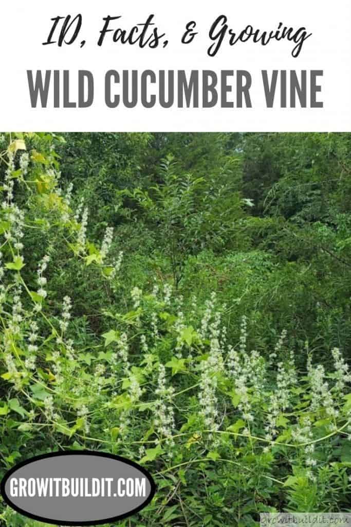 Wild Cucumber Vine – Facts, Info, Control, Growing – GrowIt BuildIT