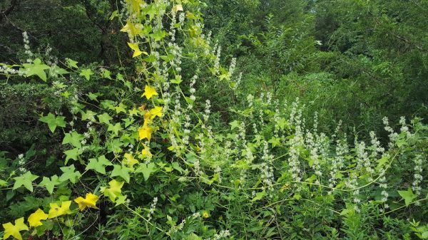 Wild Cucumber Vine – Facts, Info, Control, Growing – GrowIt BuildIT