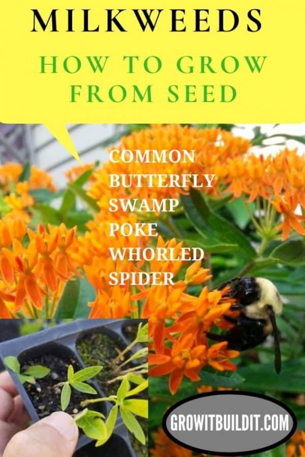 How To Grow Milkweed From Seed – Guide with Pictures – GrowIt BuildIT