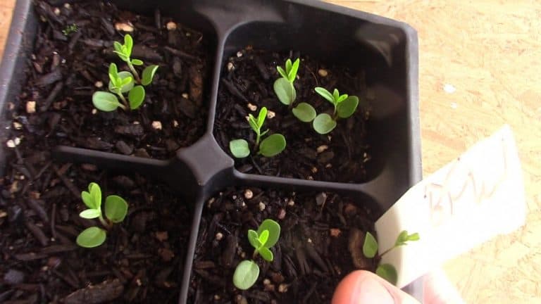 Butterfly Weed 101 – Ultimate Grow & Care Guide! – GrowIt BuildIT