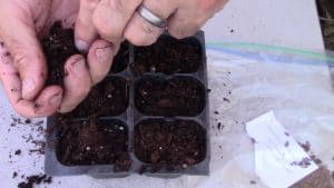 How To Grow Milkweed From Seed – Guide with Pictures – GrowIt BuildIT