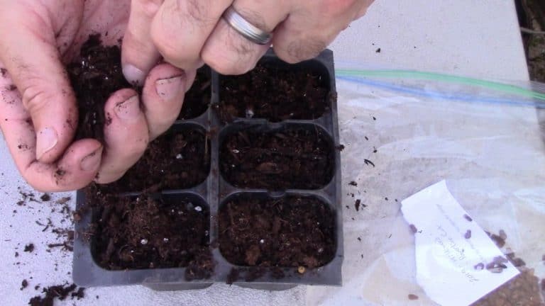 How To Grow Milkweed From Seed – Guide with Pictures – GrowIt BuildIT