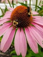 Echinacea Purpurea 101 – Guide to Eastern Purple Coneflower – GrowIt ...