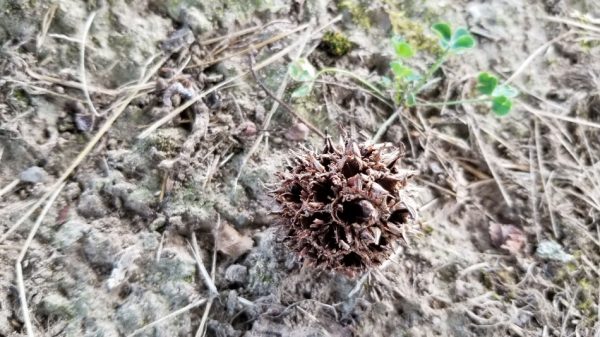 How to Identify a Sweet Gum Tree – GrowIt BuildIT