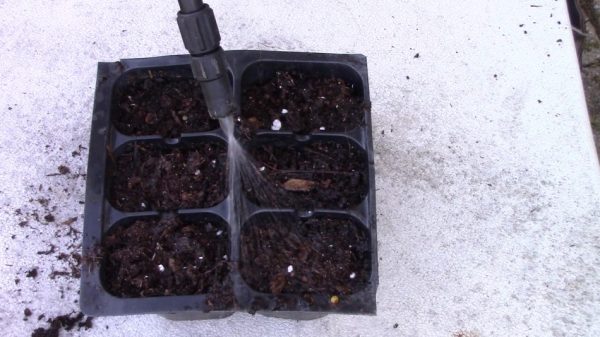 How To Grow Milkweed From Seed – Guide with Pictures – GrowIt BuildIT