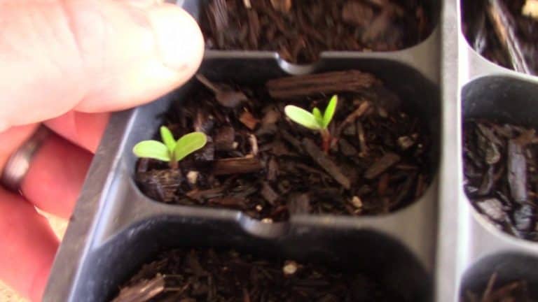 How To Grow Milkweed From Seed – Guide with Pictures – GrowIt BuildIT