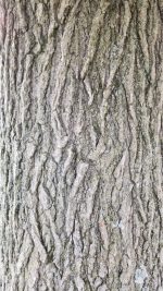 How to Identify a Sweet Gum Tree – GrowIt BuildIT