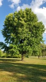 Sweet Gum Tree – GrowIt BuildIT