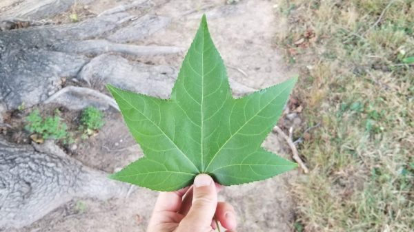 A Beginner's Guide To Identifying Sweet Gum Trees | GrowIt BuildIT