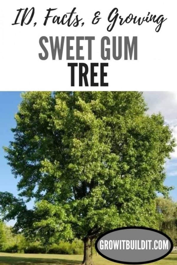 Sweet Gum Tree – GrowIt BuildIT