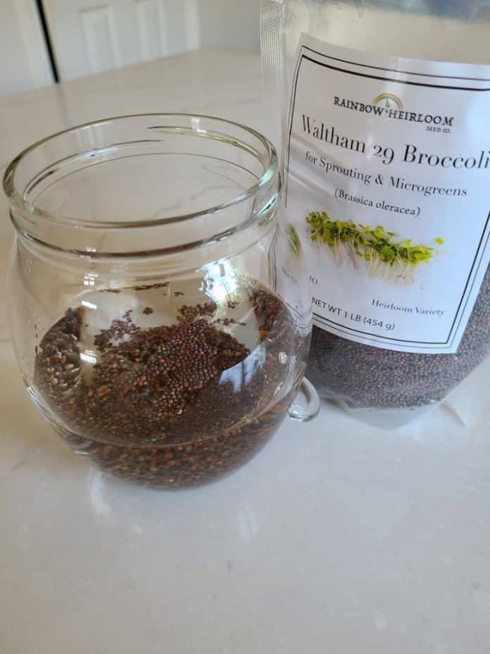 How to Make Broccoli Sprouts – GrowIt BuildIT