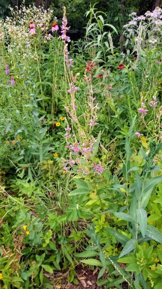 Showy Tick Trefoil – A Complete Guide (Desmodium canadense) – GrowIt ...