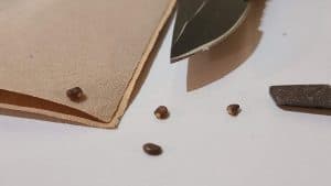 How To Scarify Seeds (Scarification) – Guide w/ Pictures – GrowIt BuildIT